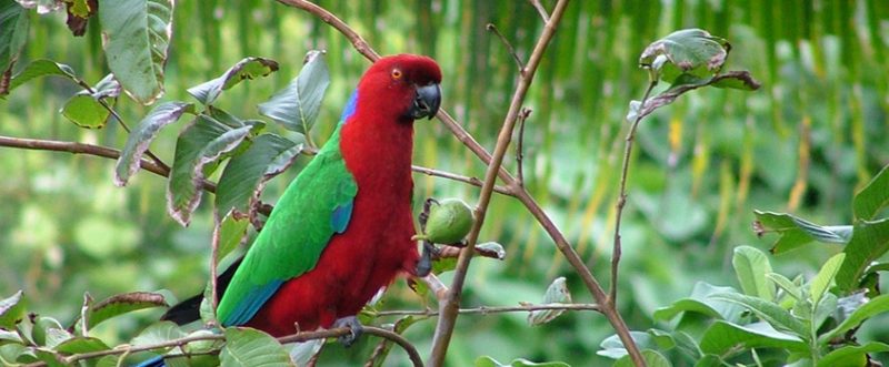 Kadavu | Fiji Guide - The Most Trusted Source On Fiji Travel