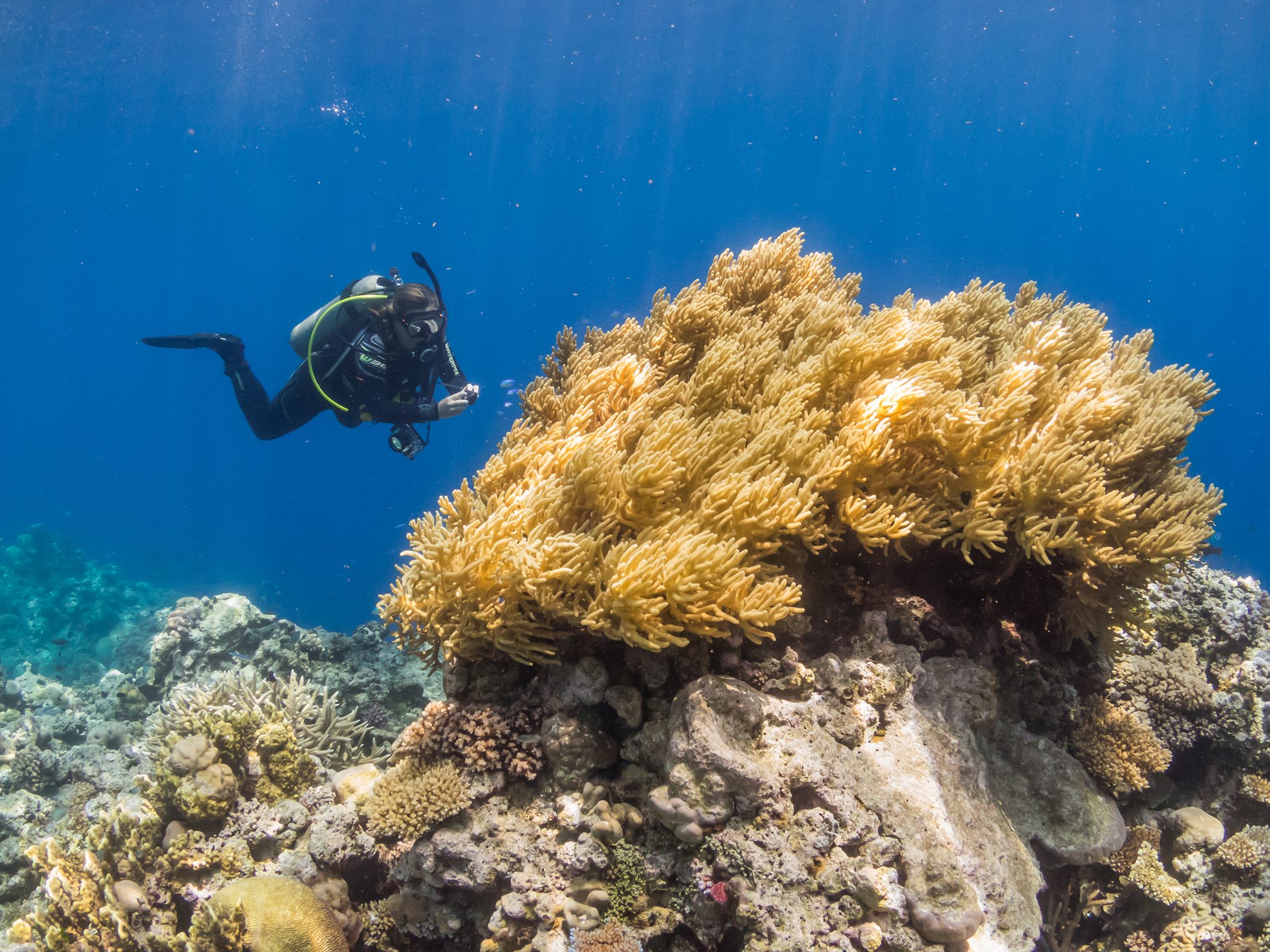 Ocean Ventures Fiji Launches Cutting-Edge Coral Reef Ecology Course ...