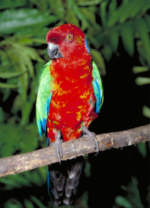 A Parrot Picnic with Paddy Ryan, Fiji's acclaimed naturalist | Fiji Guide